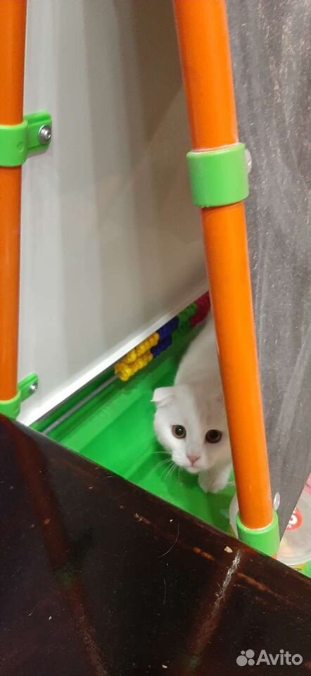 Отдам бесплатно вислоушку девочку котенка 6мес