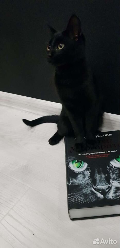 Кошка котенок 5 месяцев Альшади