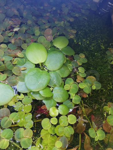 Верхоплавка