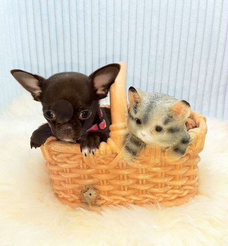 Мальчик чихуа мини шоколад беби фейс