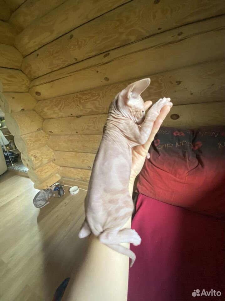 Котята сфинкс