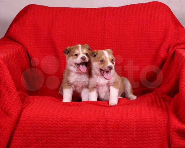 Солнышки-щенки, для квартиры и души, в дар