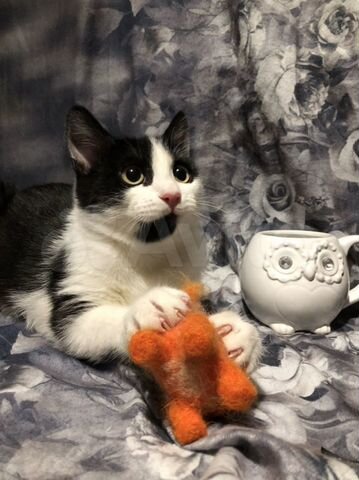Котёнок Совёнок