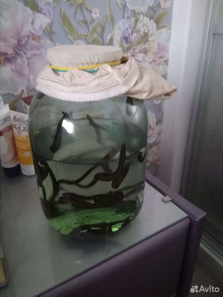 Пиявки медицинские