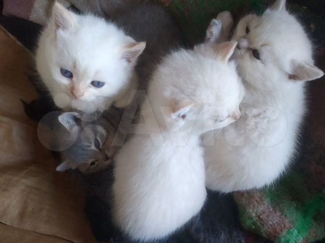 Шотландские курносики