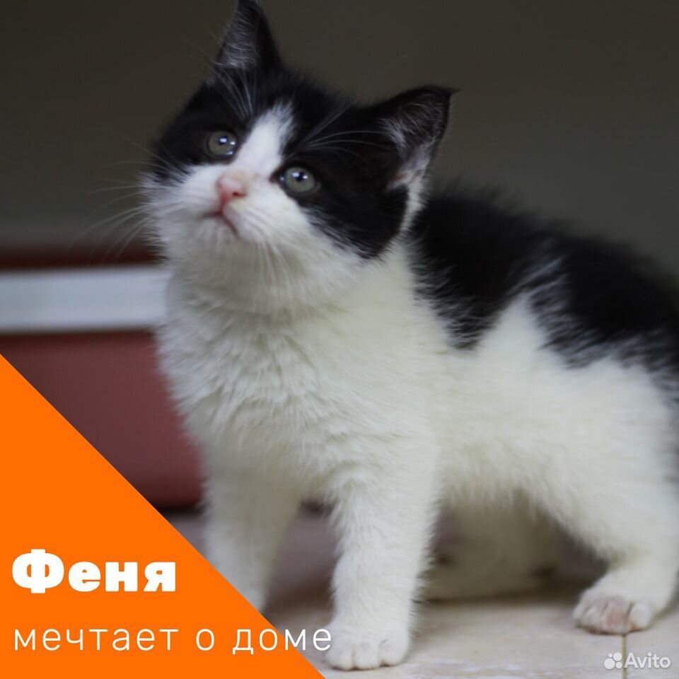 Котенок Феня, девочка 1,5 мес, мечтает о доме