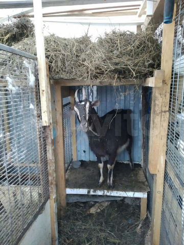 Козы альпийская и зааненская.Доставка