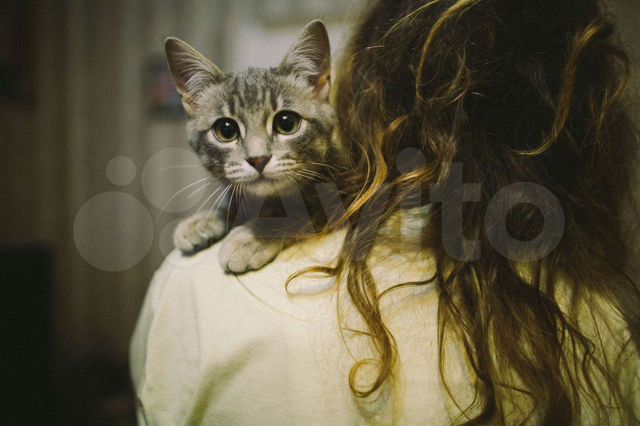 Кот и кошечка