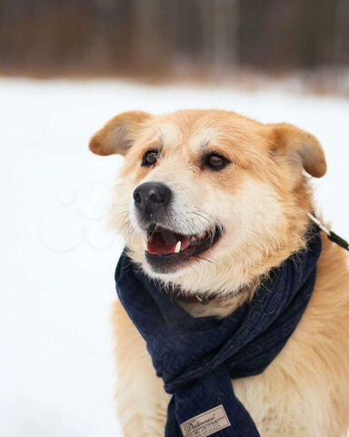 Пес Оскар золотой