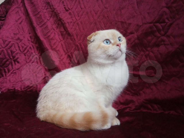 Шотландский