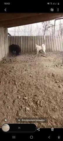 Продается молодая сучка лайки