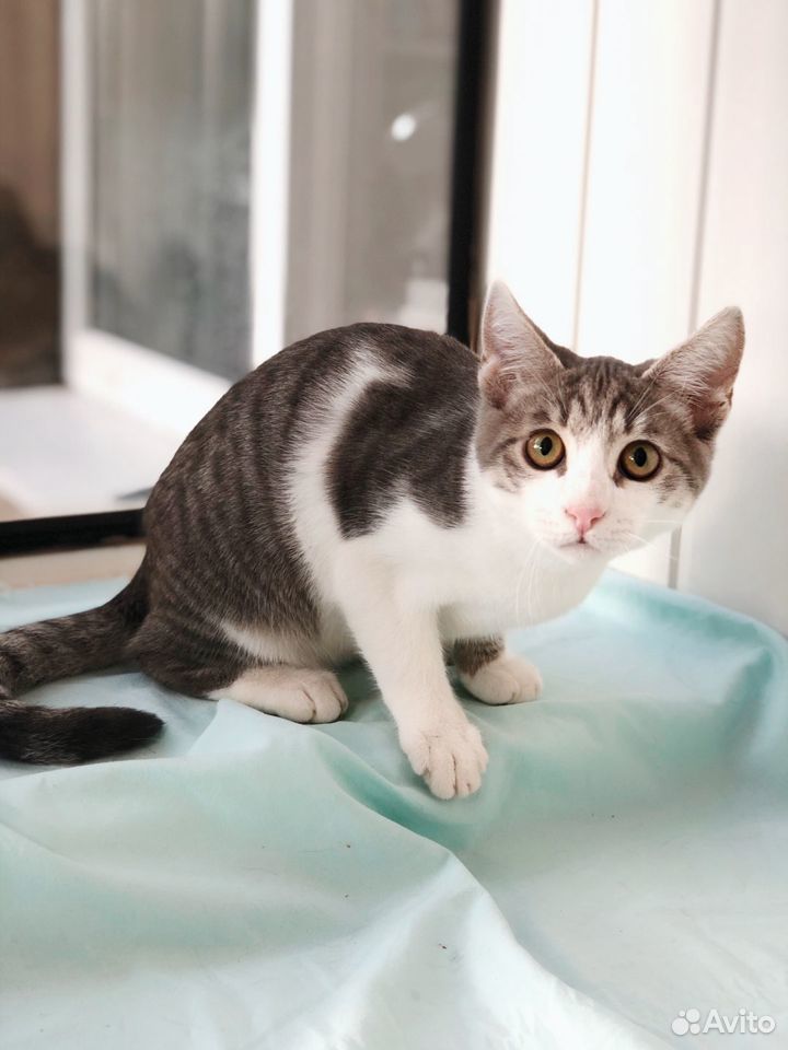 Малышка Дори ищет дом