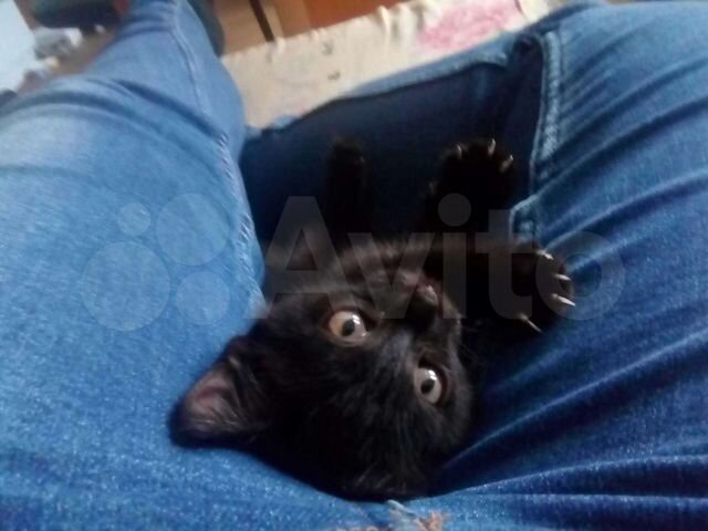 Котенок в добрые руки