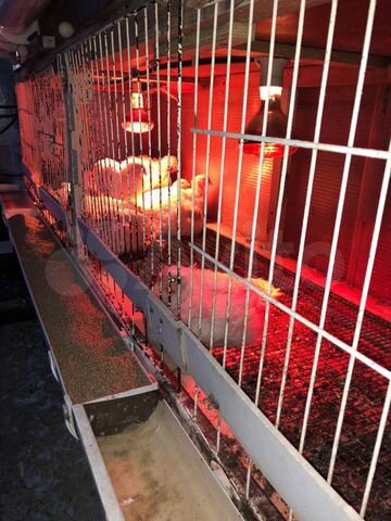 Куры бройлеры