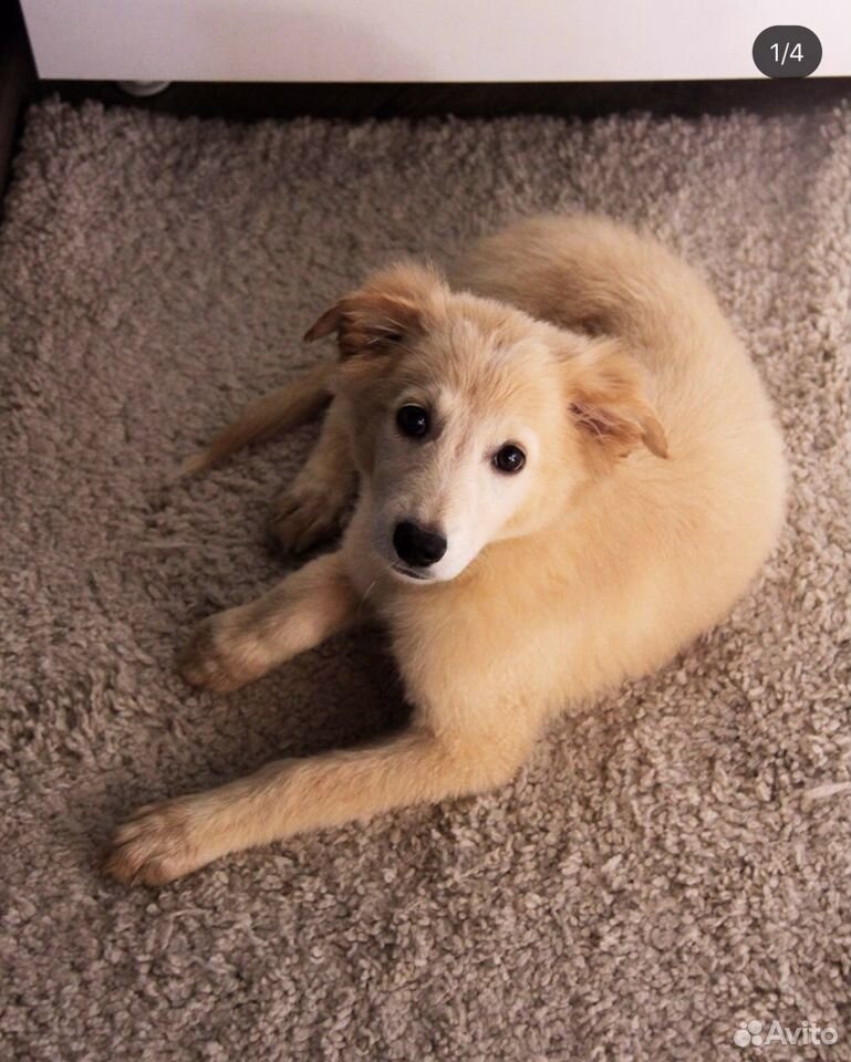 Дафна станет вашим лучшим другом