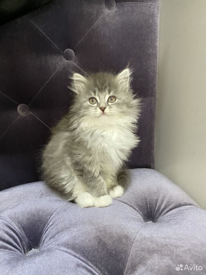 Котёнок шотландский